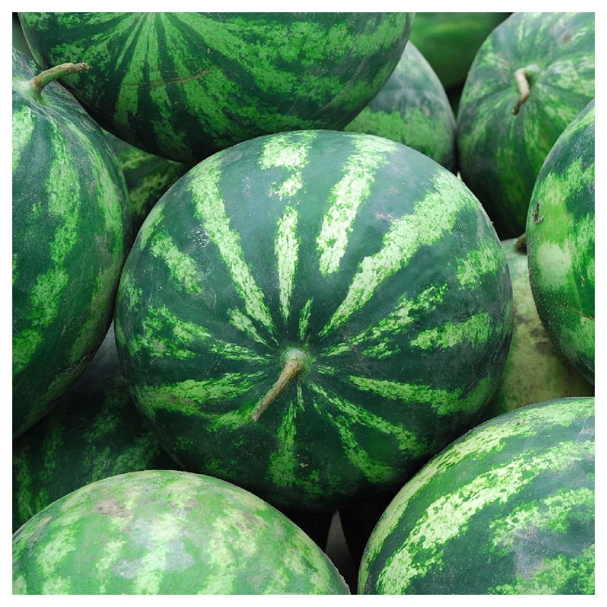 Everwilde Farms - 1 lb Cal Sweet Supreme Watermelon Seeds - Gold Vault ...