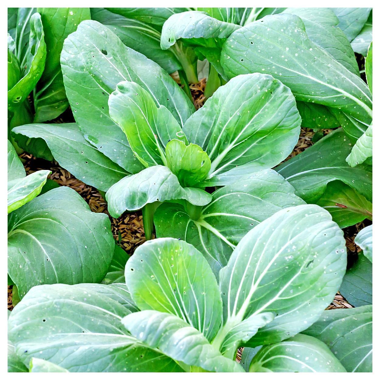 Everwilde Farms - 1 lb Canton Pak Choi Chinese Cabbage Seeds - Gold ...
