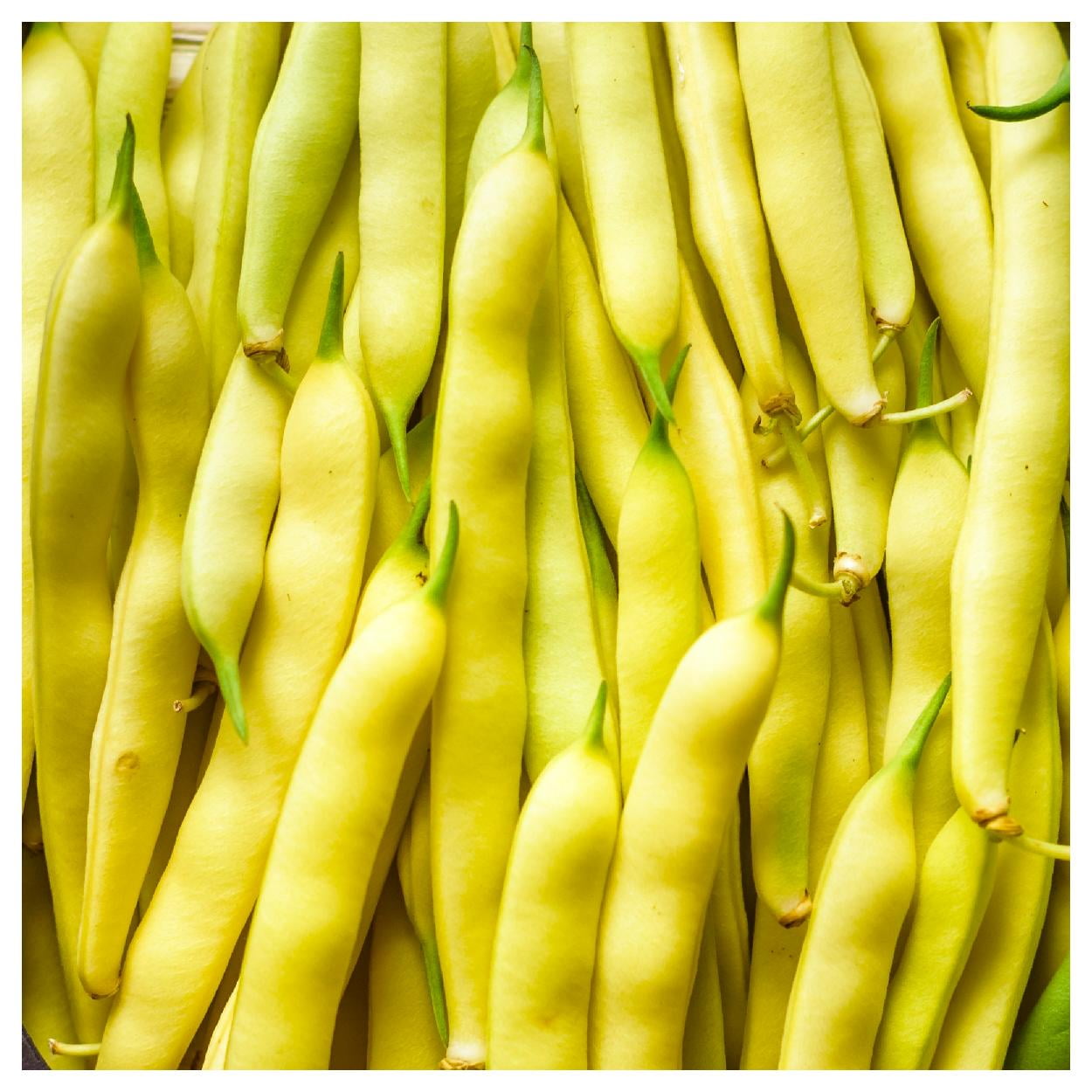 Everwilde Farms - 1 lb Cherokee Wax Yellow Bean Seeds - Gold Vault Bulk ...
