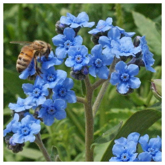 Forget Me Not Seed Packets in Bulk for Gardens and Memorials