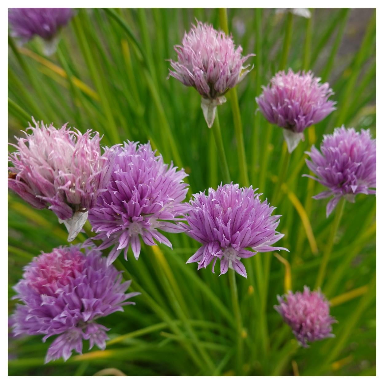 Everwilde Farms - 1 lb Common Chives Herb Seeds - Gold Vault Bulk Seed ...