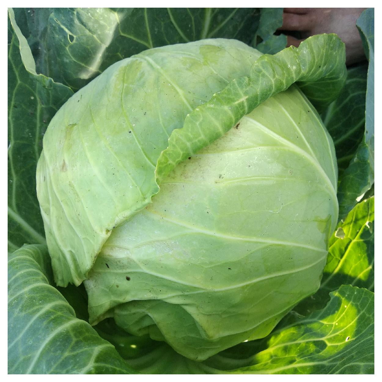 Everwilde Farms - 1 lb Copenhagen Market Early Cabbage Seeds - Gold ...