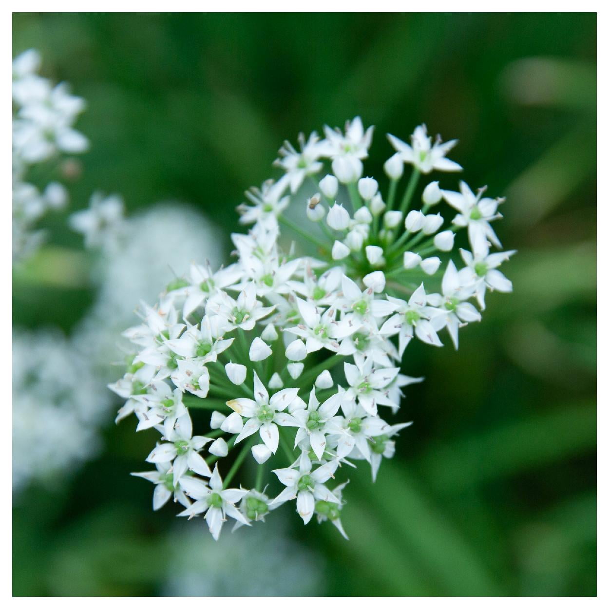 Everwilde Farms - 1 lb Garlic Chives Herb Seeds - Gold Vault Bulk Seed ...