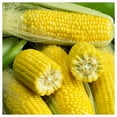 Everwilde Farms - 1 lb Golden Bantam Sweet Corn Seeds - Gold Vault Bulk ...