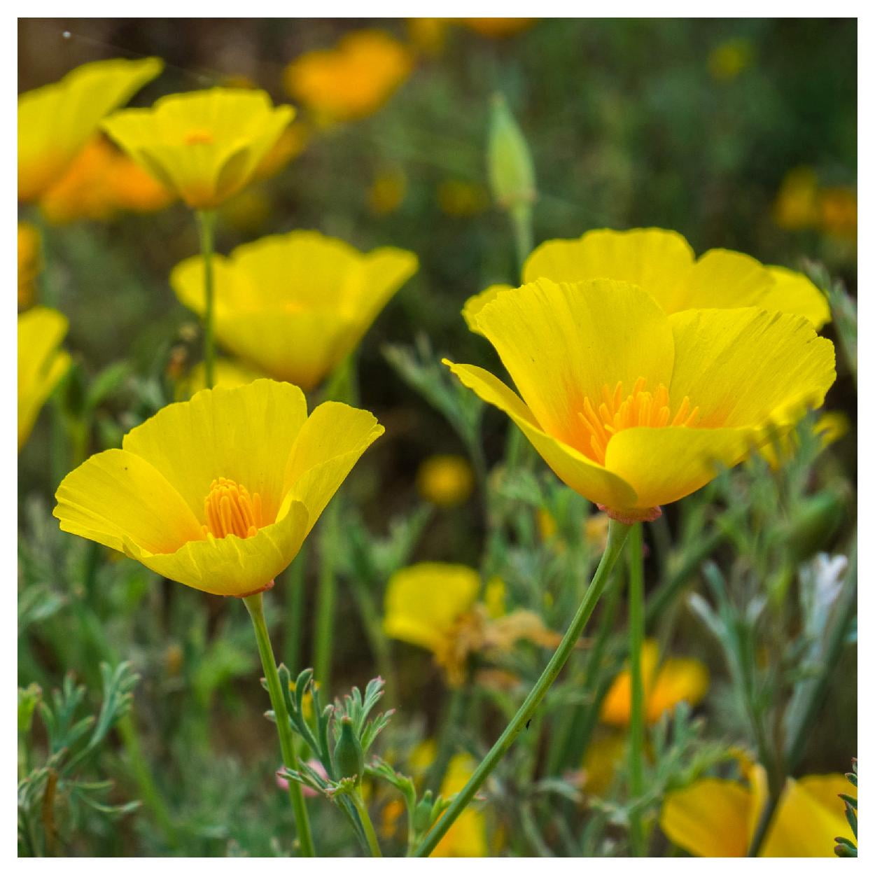 Everwilde Farms - 1 lb Golden West California Poppy Garden Flower Seeds ...