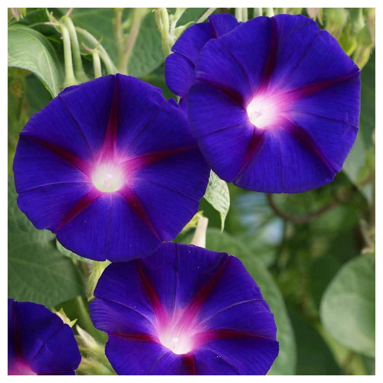 Grandpa Ott Morning Glory