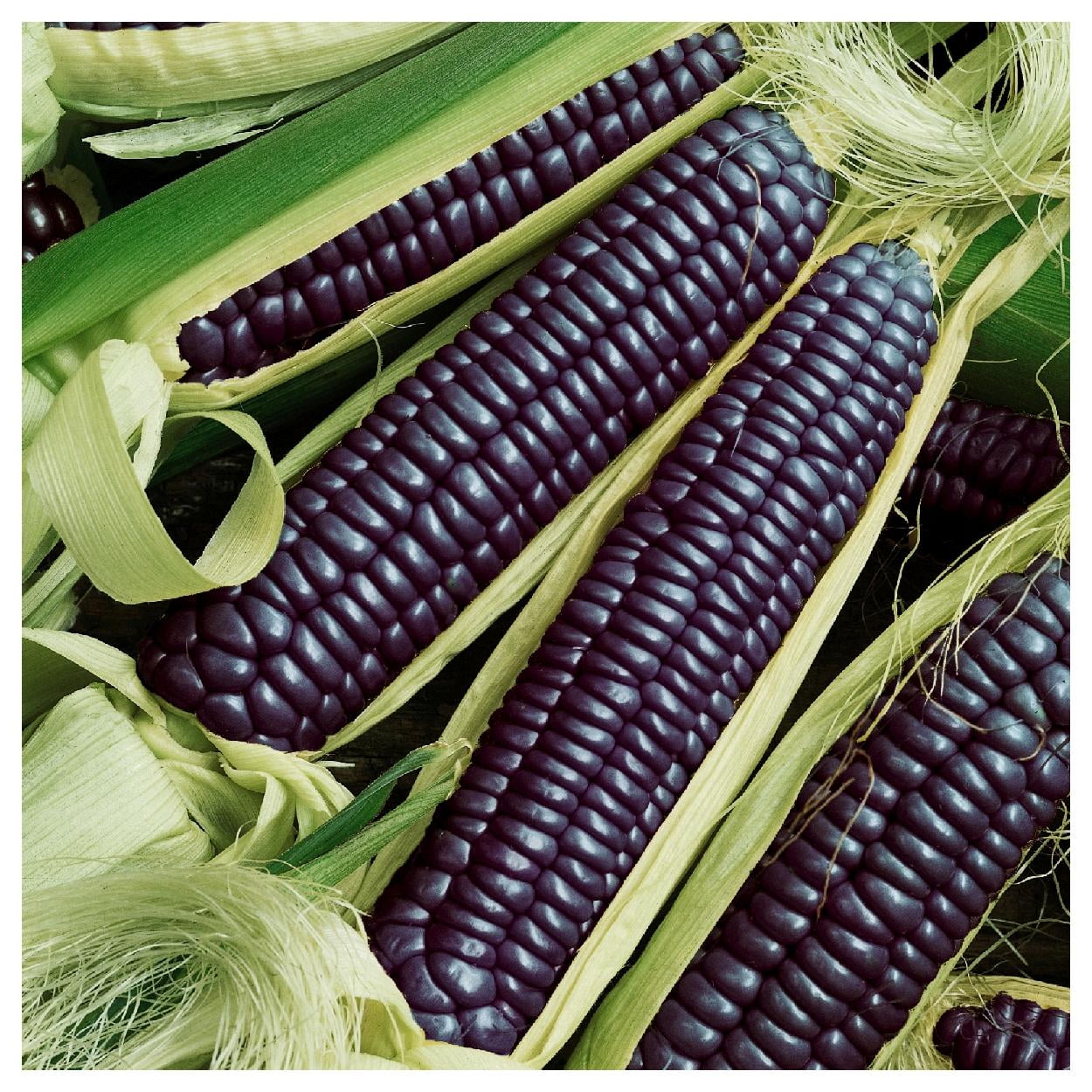 Everwilde Farms - 1 lb Hopi Blue Improved Ornamental Corn Seeds - Gold ...