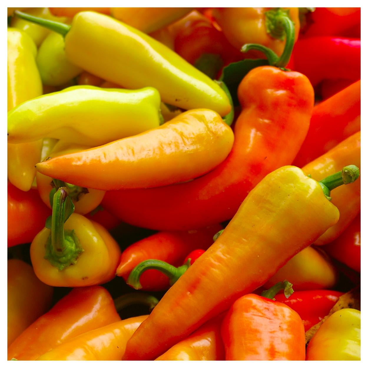 Everwilde Farms - 1 lb Hungarian Sweet Wax Sweet Pepper Seeds - Gold ...