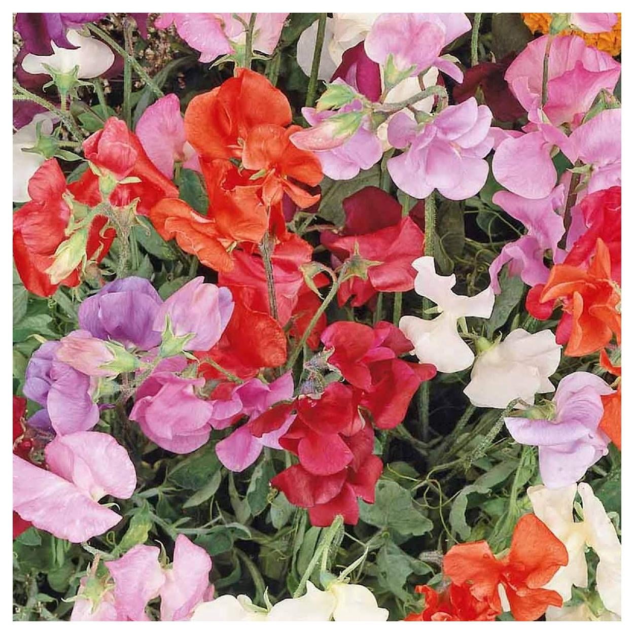 Everwilde Farms - 1 lb Knee High Mixed Sweet Pea Garden Flower Seeds ...