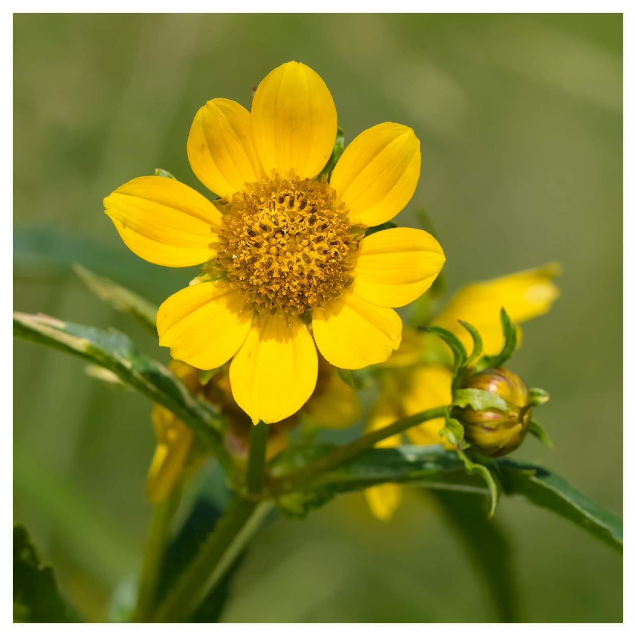 Everwilde Farms - 1 lb Nodding Bur Marigold Native Wildflower Seeds ...
