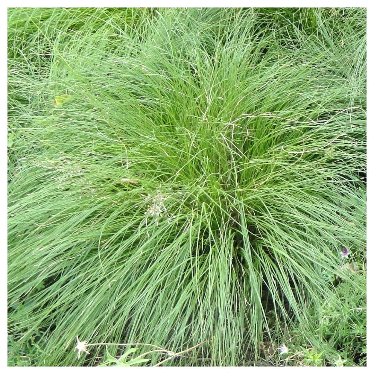 Everwilde Farms - 1 lb Northern Dropseed Native Grass Seeds - Gold ...