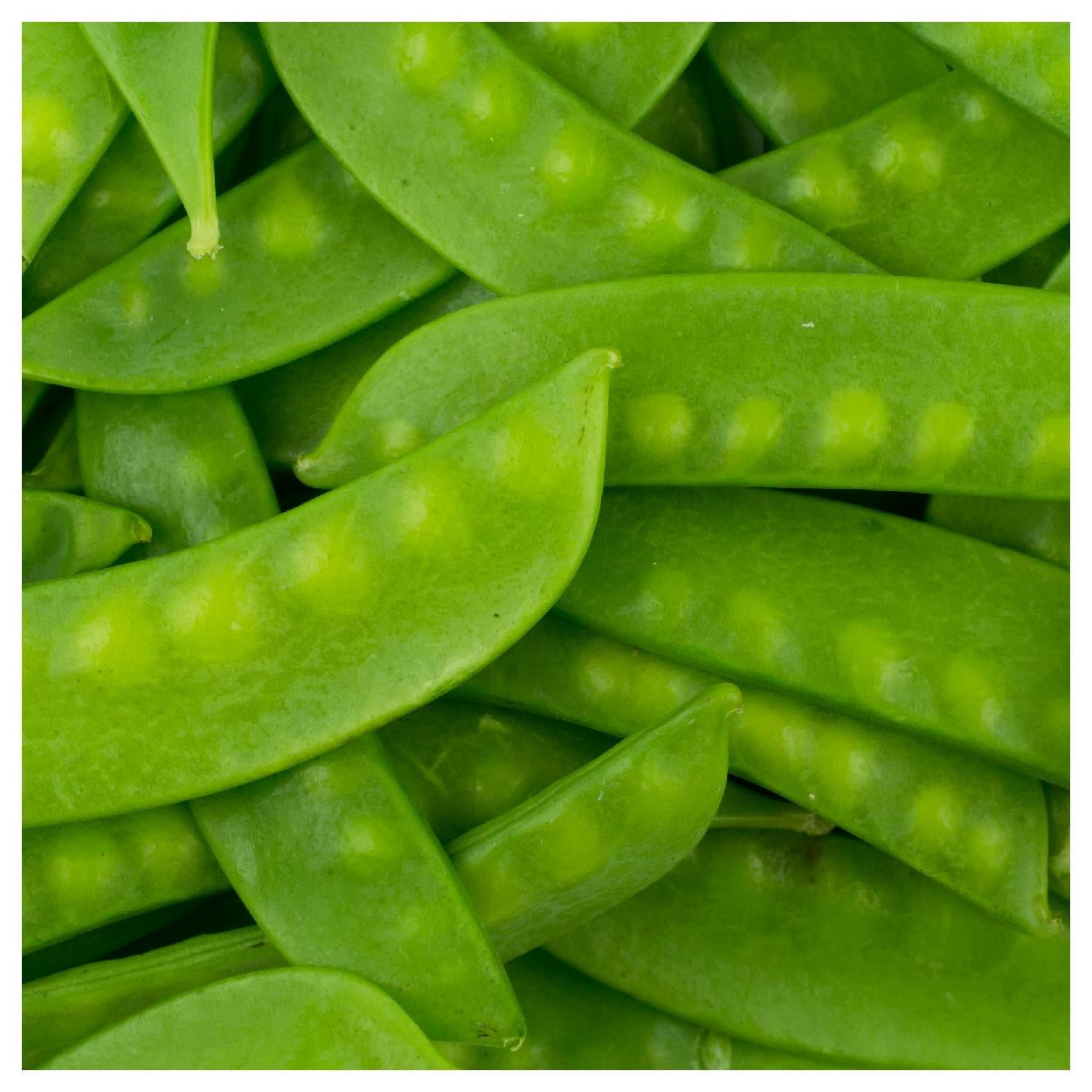 Everwilde Farms - 1 lb Oregon Sugar Pod II Pea Seeds - Gold Vault Bulk ...