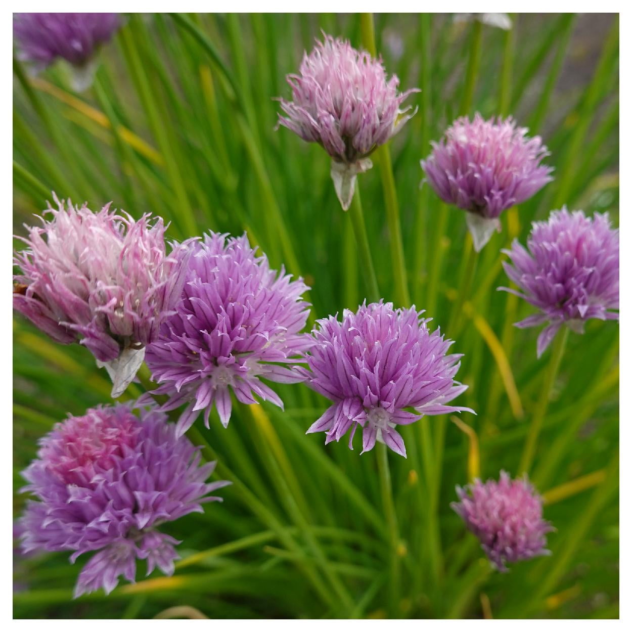 Everwilde Farms - 1 lb Organic Chives Herb Seeds - Gold Vault Bulk Seed ...