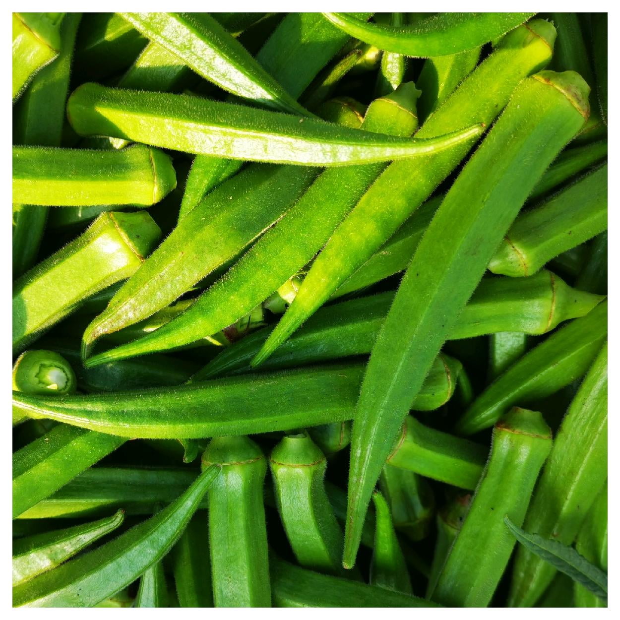 Everwilde Farms - 1 lb Organic Perkins Long Pod Okra Seeds - Gold Vault ...