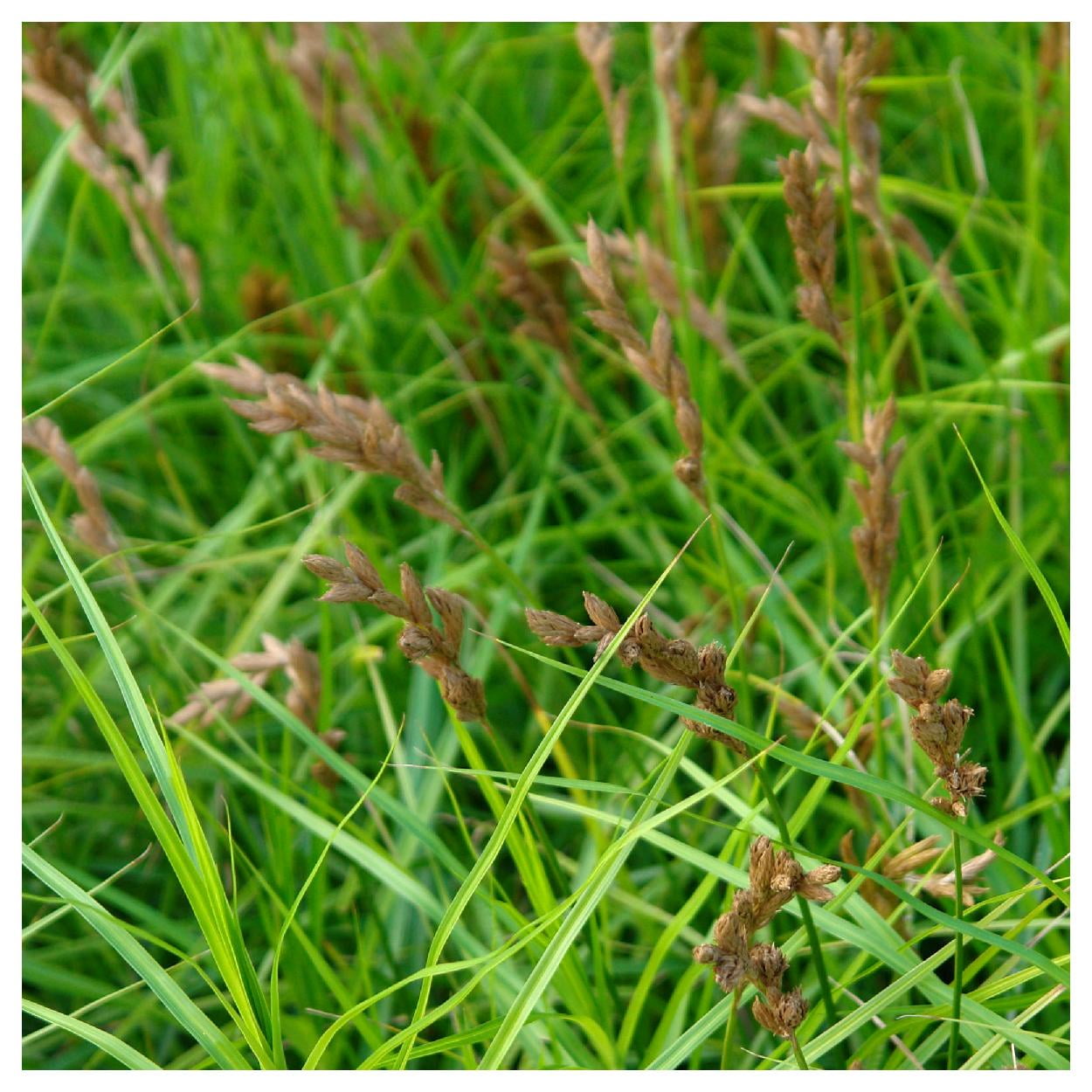 Everwilde Farms - 1 lb Oval Sedge Native Grass Seeds - Gold Vault Bulk ...