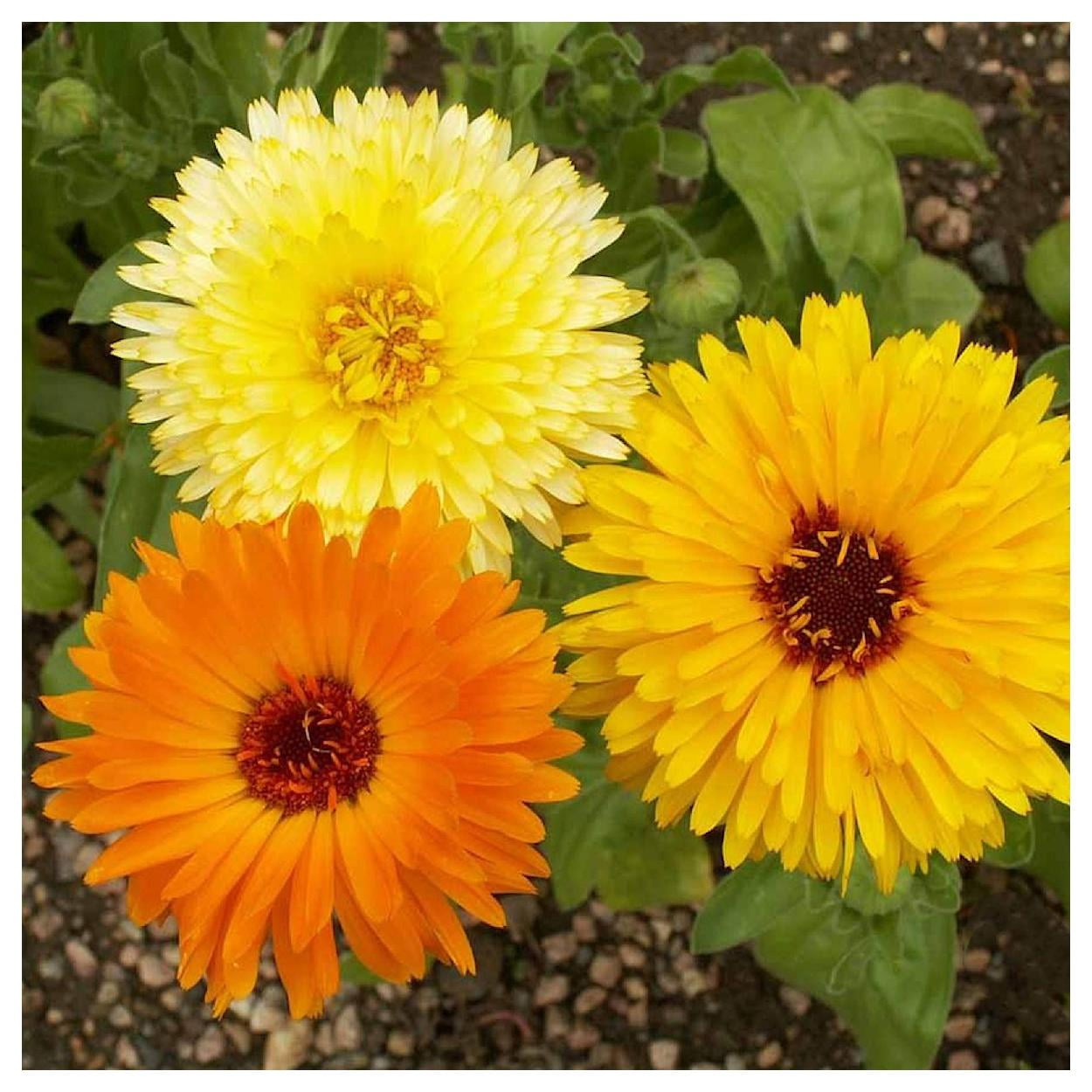 Everwilde Farms - 1 lb Pacific Beauty Mixed Calendula Garden Flower ...