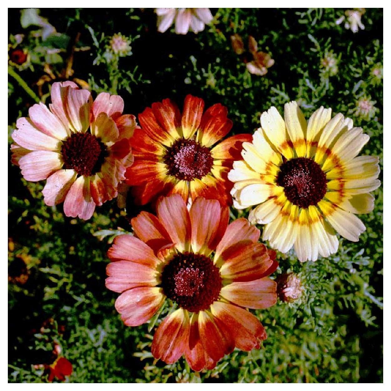 Everwilde Farms - 1 lb Painted Daisy Garden Flower Seeds - Gold Vault ...