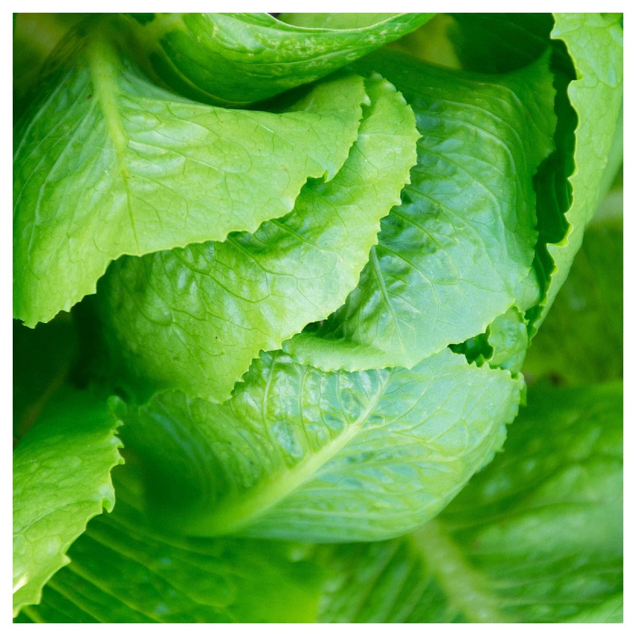 Romaine Lettuce Seeds
