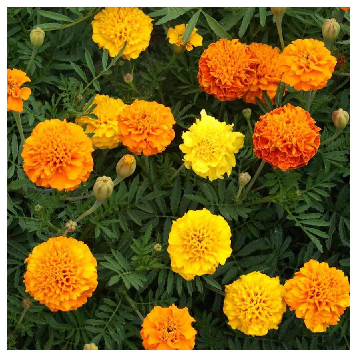 Everwilde Farms - 1 lb Petite Mix French Marigold Garden Flower Seeds ...