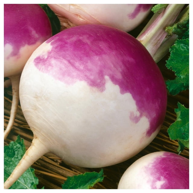 Everwilde Farms - 1 lb Purple Top White Globe Turnip Seeds - Gold Vault ...