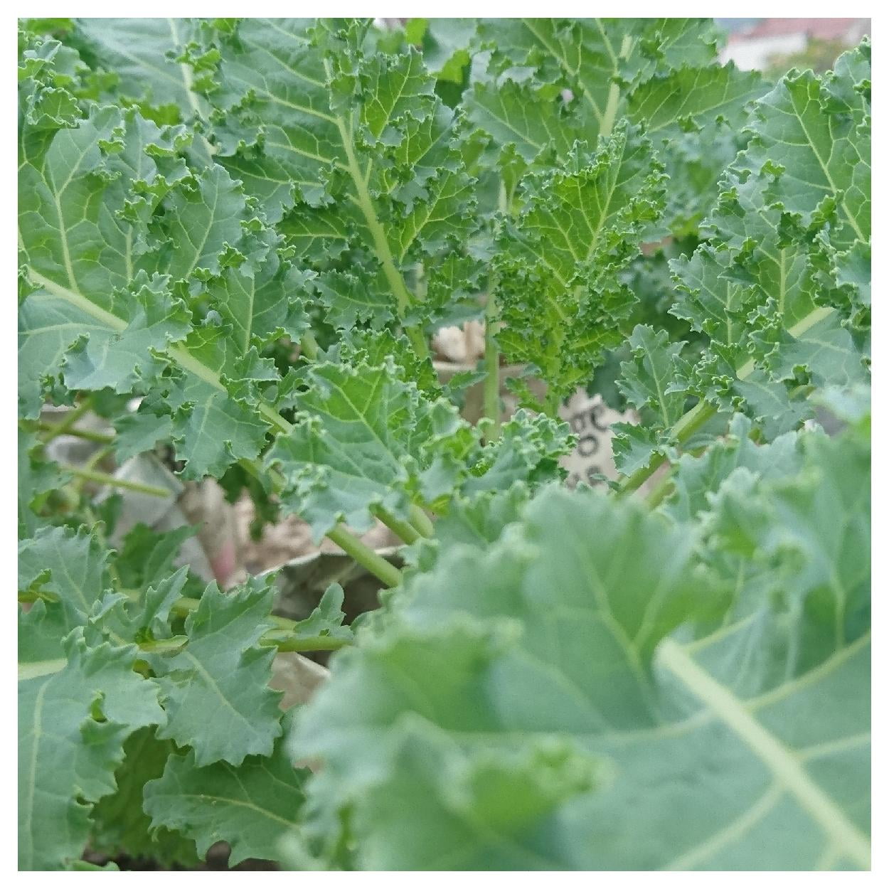 Everwilde Farms - 1 lb Siberian Kale Seeds - Gold Vault Bulk Seed ...
