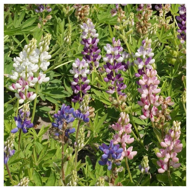 Everwilde Farms - 1 lb Sky Lupine Native Wildflower Seeds - Gold Vault ...