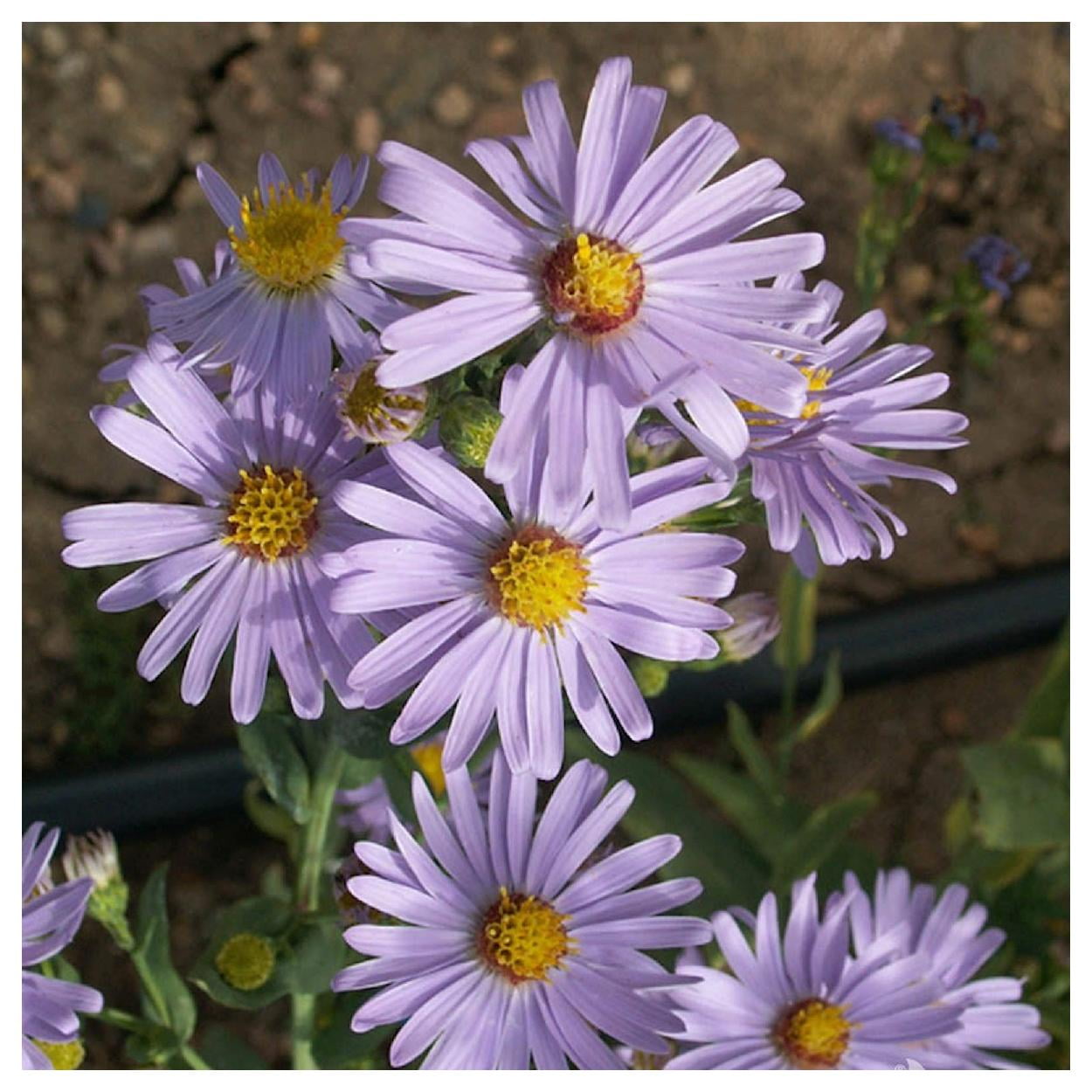Everwilde Farms - 1 lb Smooth Blue Aster Native Wildflower Seeds - Gold ...