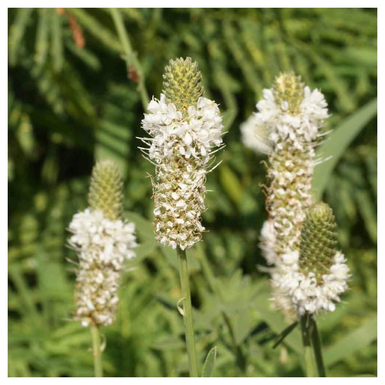 Everwilde Farms - 1 lb White Prairie Clover Native Wildflower Seeds ...