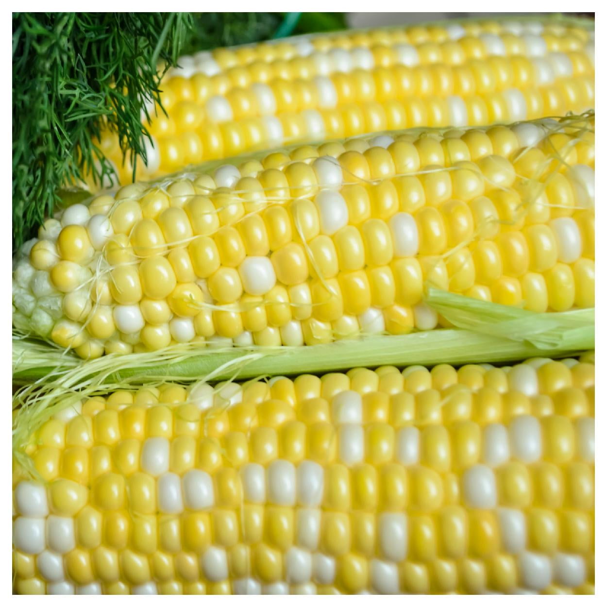 Everwilde Farms - 1 lb Xtra Tender 272A F1 Hybrid Bicolor Sweet Corn ...