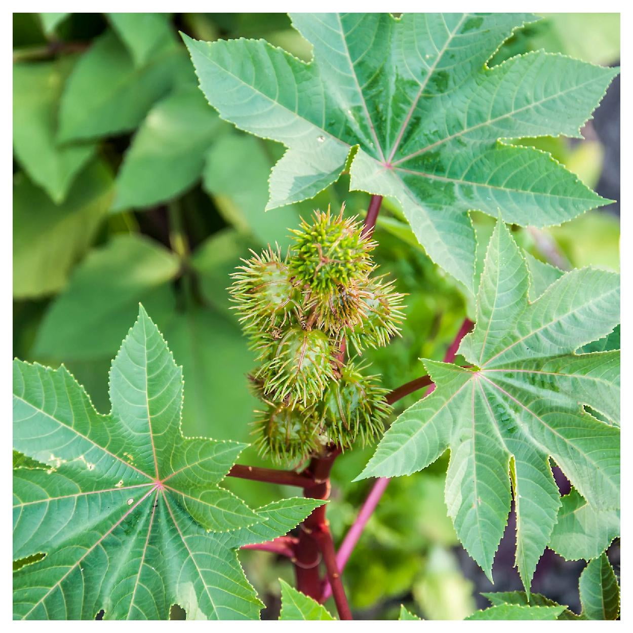 Everwilde Farms Zanzibar Castor Bean Flower Seed - Walmart.com