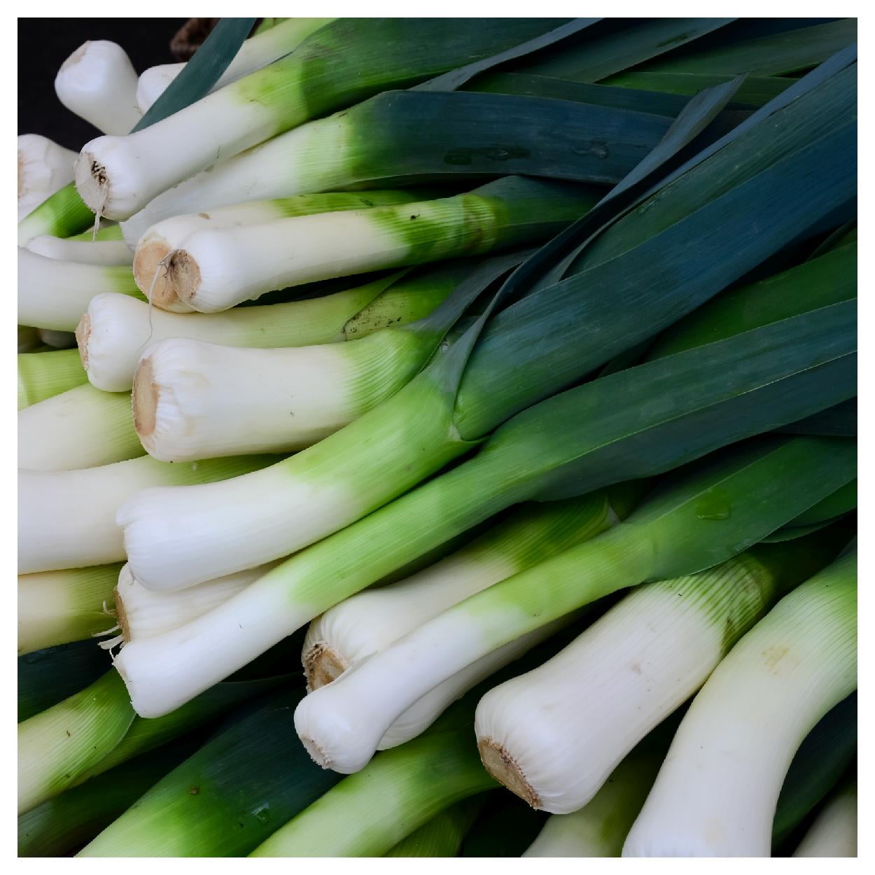 Everwilde Farms - 1 oz American Flag Leek Seeds - Gold Vault Bulk Seed ...