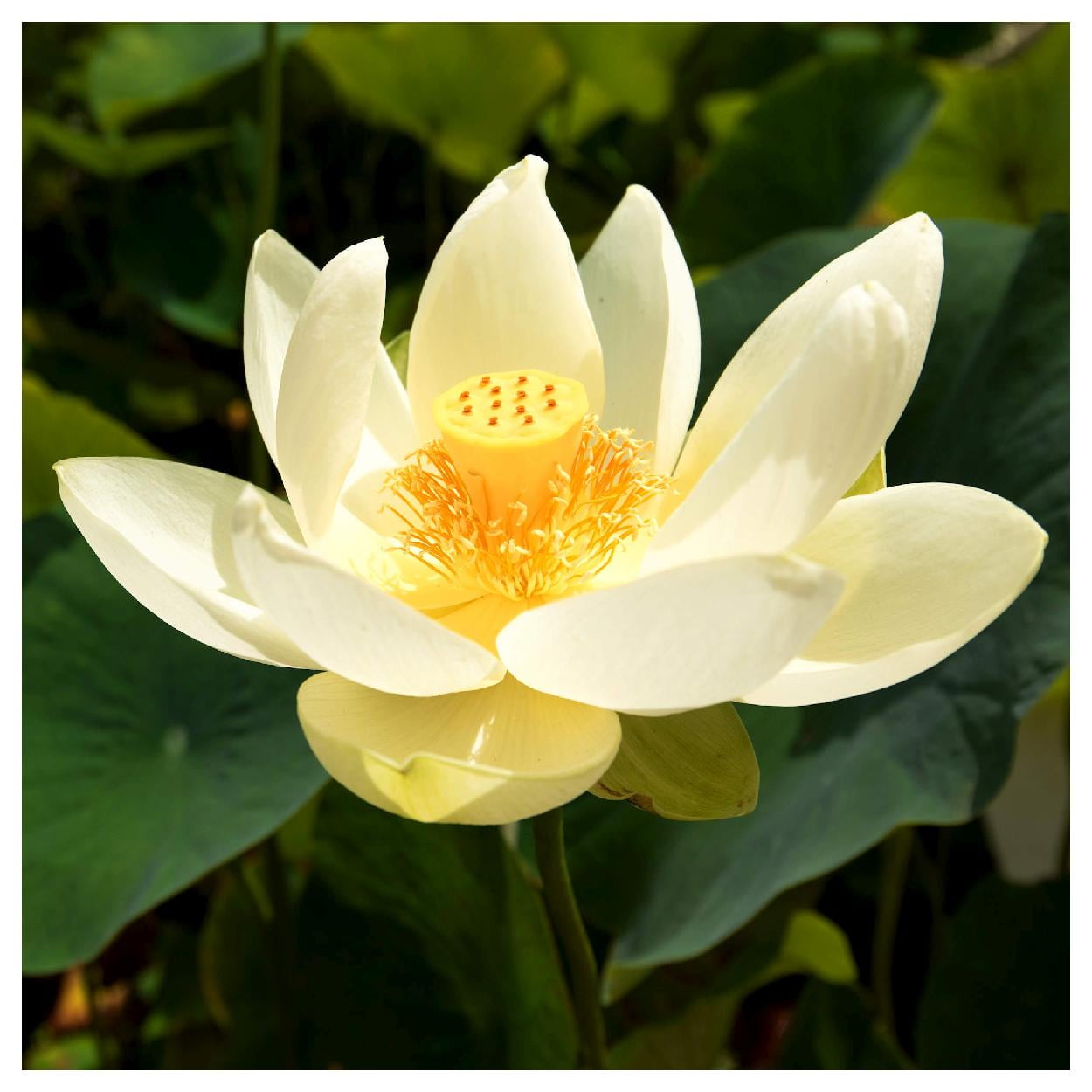 Everwilde Farms - 1 oz American Lotus Native Wildflower Seeds - Gold ...