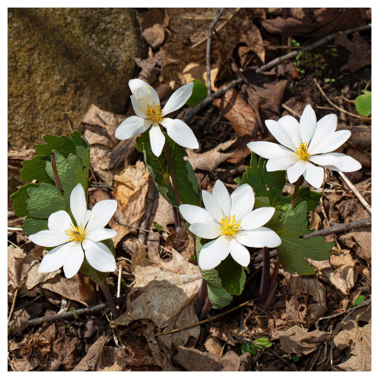 Everwilde Farms - 1 oz Bloodroot Native Wildflower Seeds - Gold Vault ...