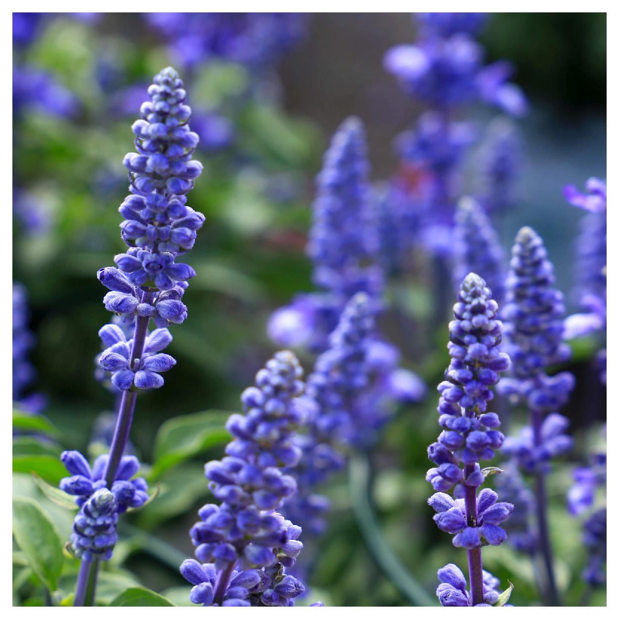 Everwilde Farms - 1 oz Blue Sage Garden Flower Seeds - Gold Vault Bulk ...