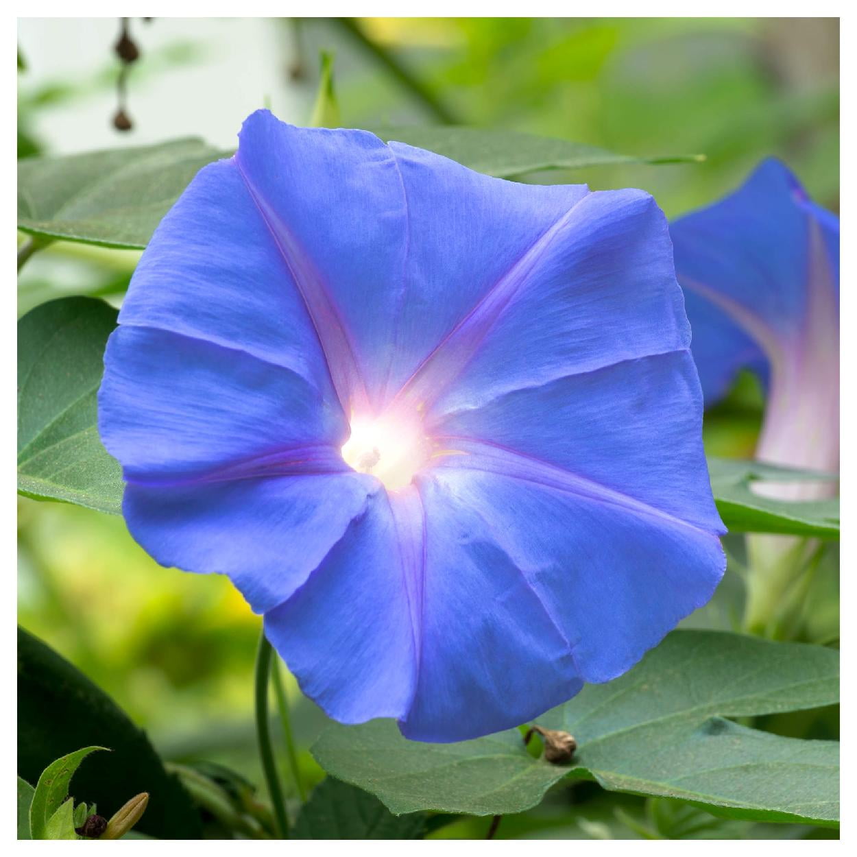 Everwilde Farms - 1 oz Blue Star Morning Glory Garden Flower Seeds ...