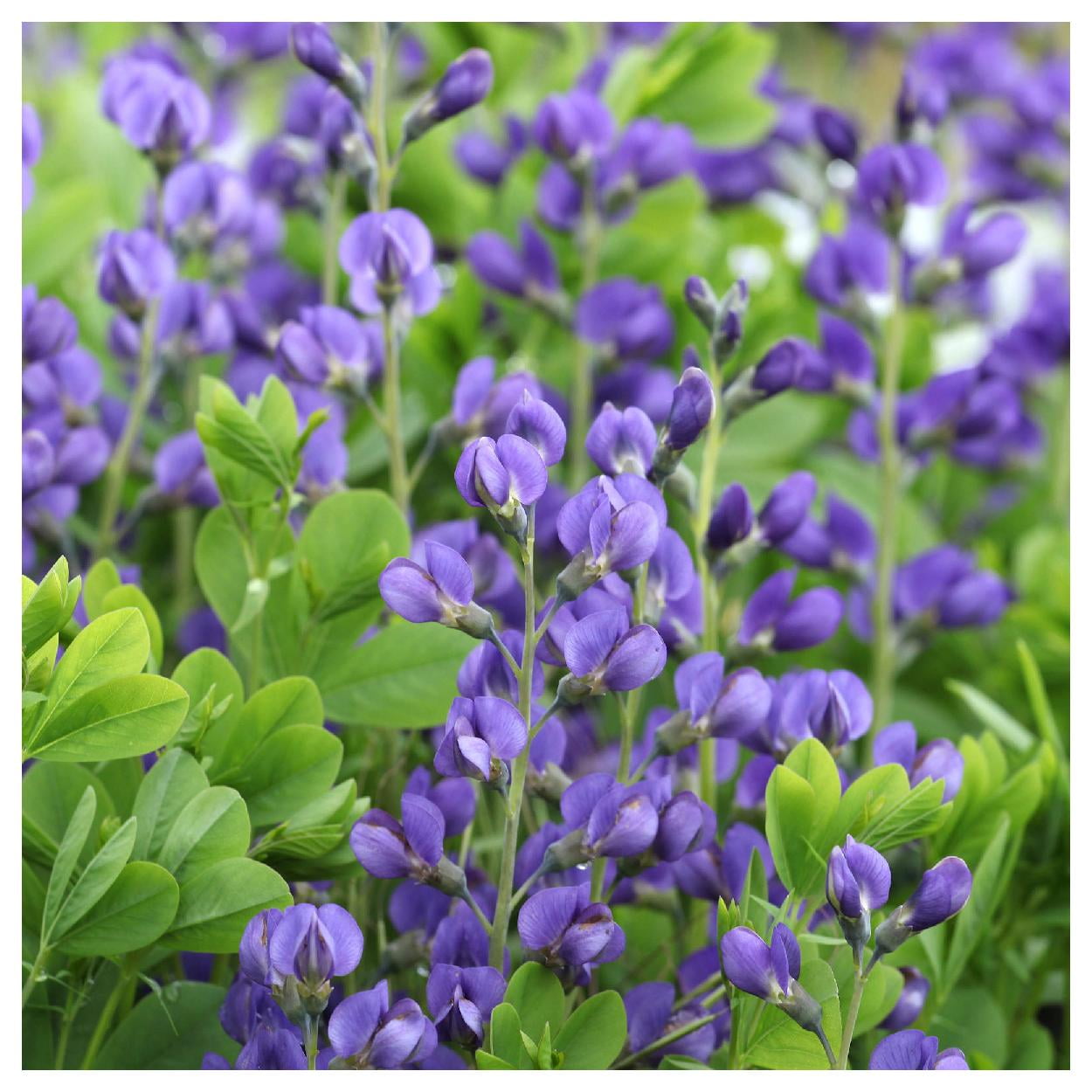 Everwilde Farms - 1 oz Blue Wild Indigo Native Wildflower Seeds - Gold ...
