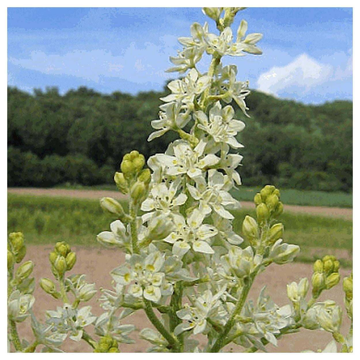 Everwilde Farms - 1 oz Bunch Flower Native Wildflower Seeds - Gold ...