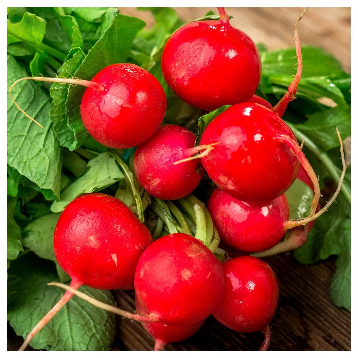 Everwilde Farms - 1 oz Champion Radish Seeds - Gold Vault Bulk Seed ...