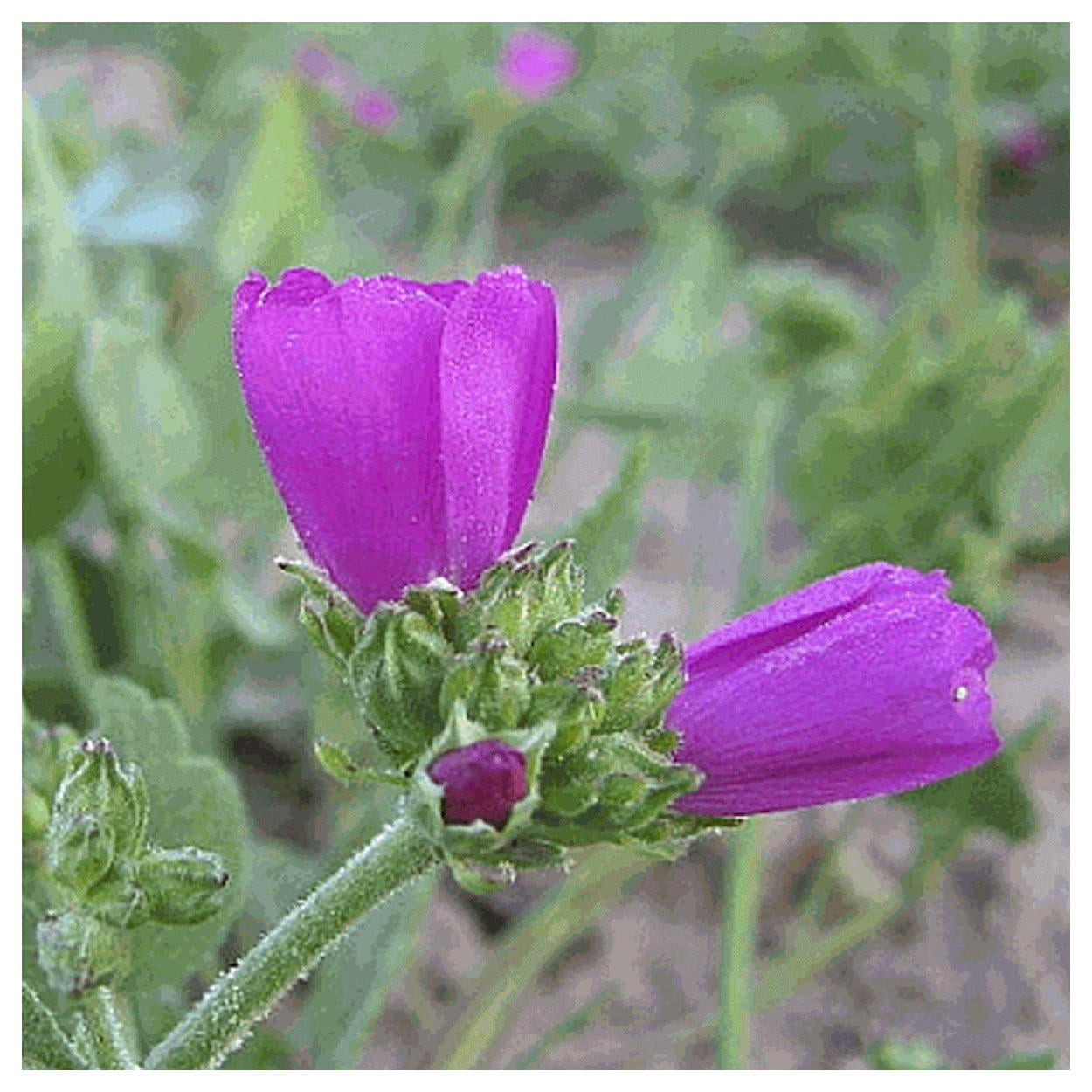 Everwilde Farms - 1 oz Clustered Poppy Mallow Native Wildflower Seeds ...