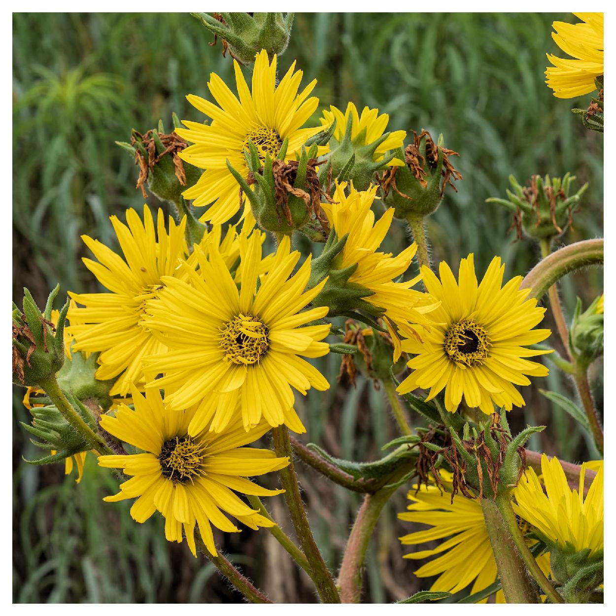 Everwilde Farms - 1 oz Compass Plant Native Wildflower Seeds - Gold ...