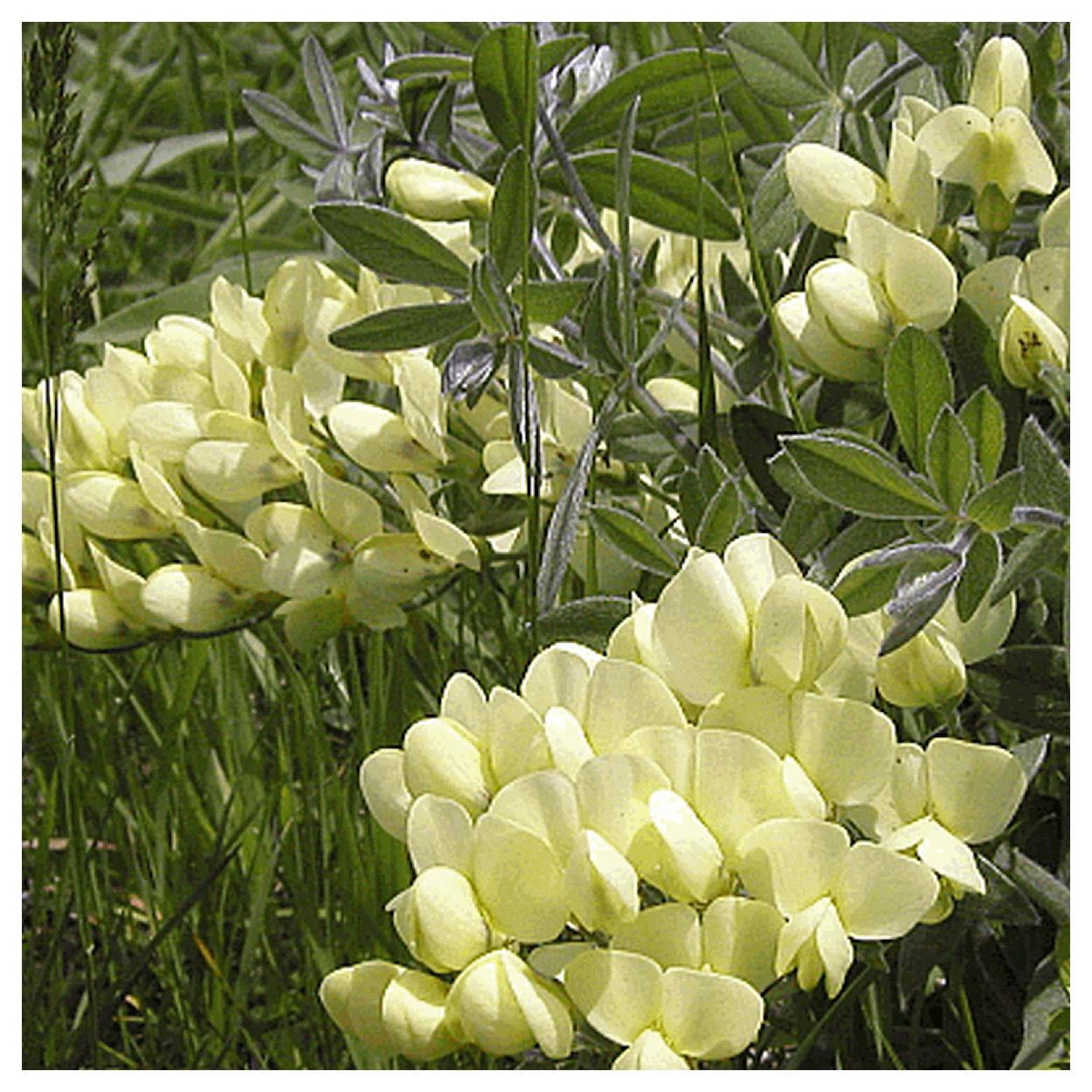 Everwilde Farms - 1 oz Cream Wild Indigo Native Wildflower Seeds - Gold ...