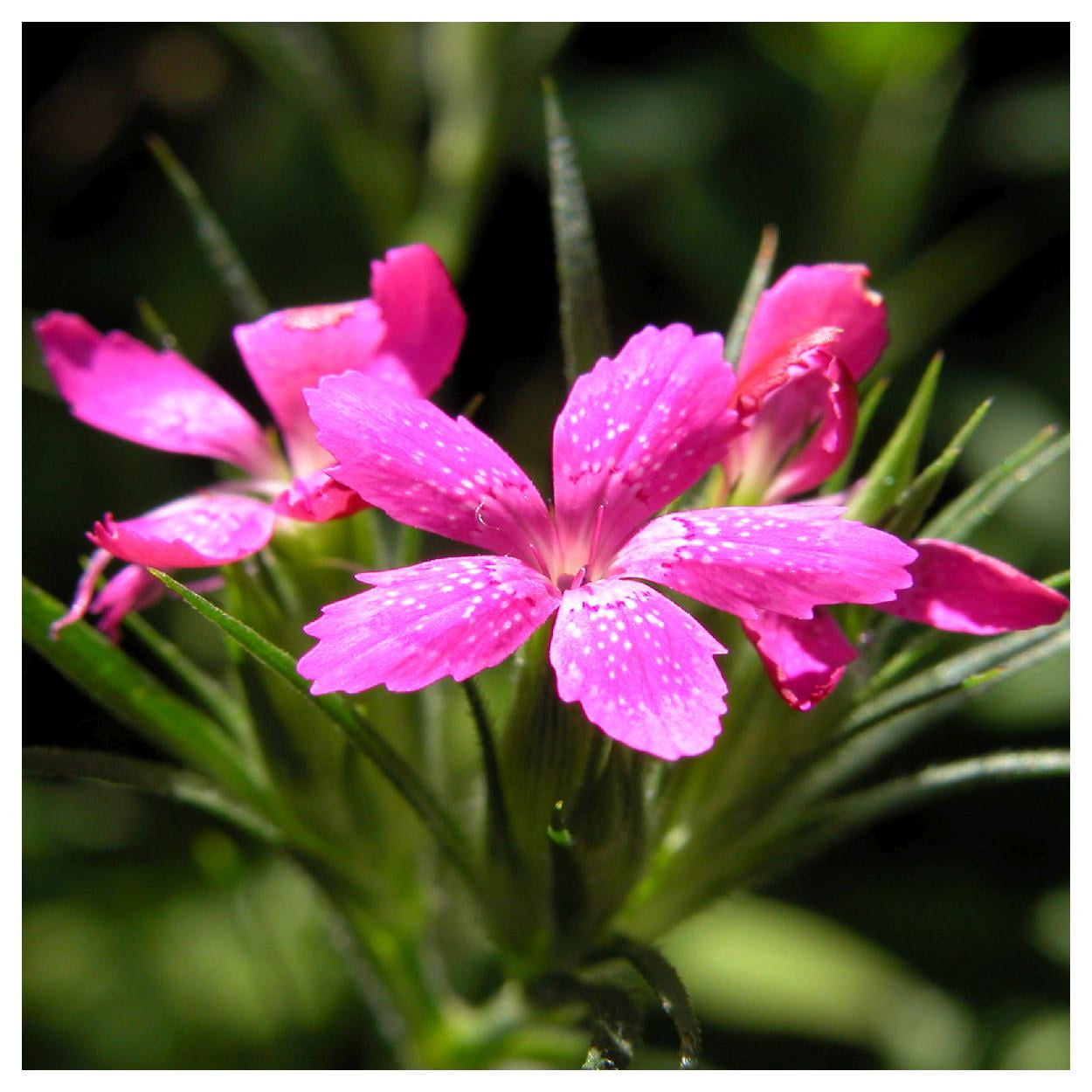 Everwilde Farms - 1 oz Deptford Pink Garden Flower Seeds - Gold Vault ...