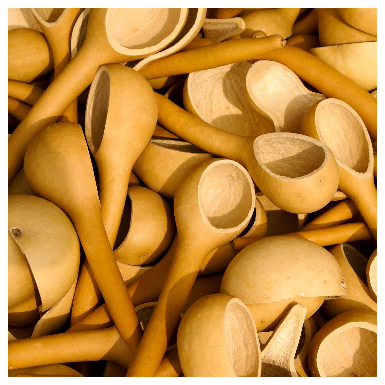 Everwilde Farms - 1 oz Dipper Gourd Seeds - Gold Vault Bulk Seed Packet ...