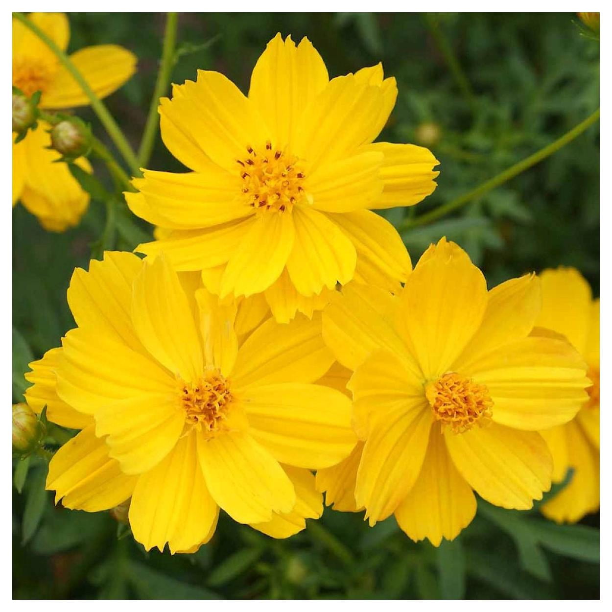 Everwilde Farms - 1 oz Dwarf Gold Sulphur Cosmos Garden Flower Seeds ...