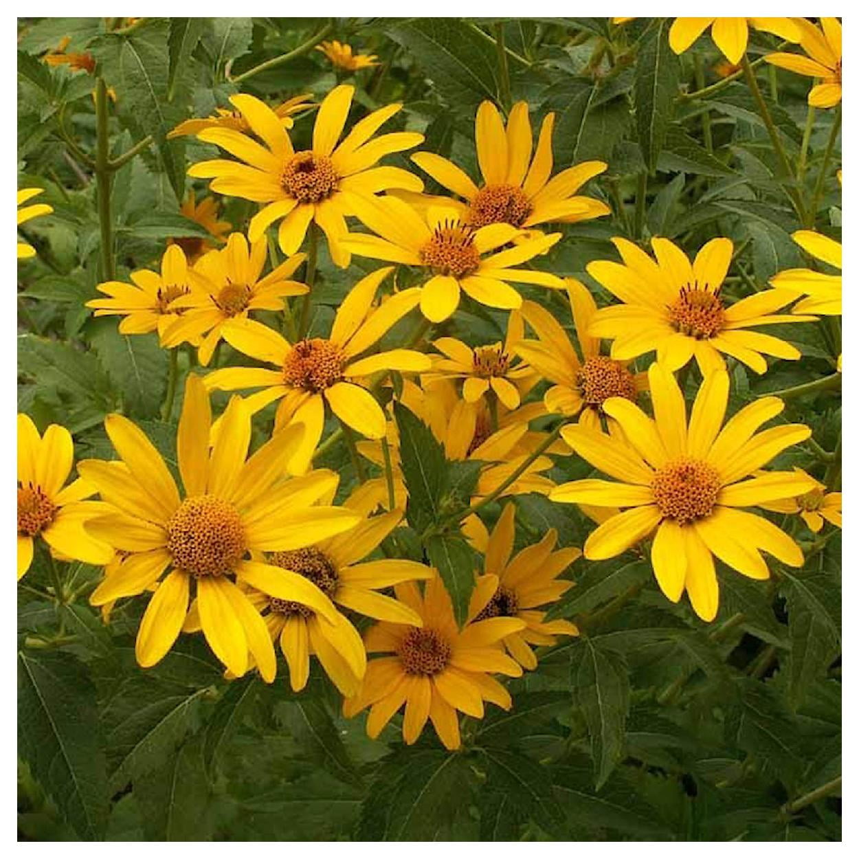 Everwilde Farms - 1 oz Early Sunflower Native Wildflower Seeds - Gold ...