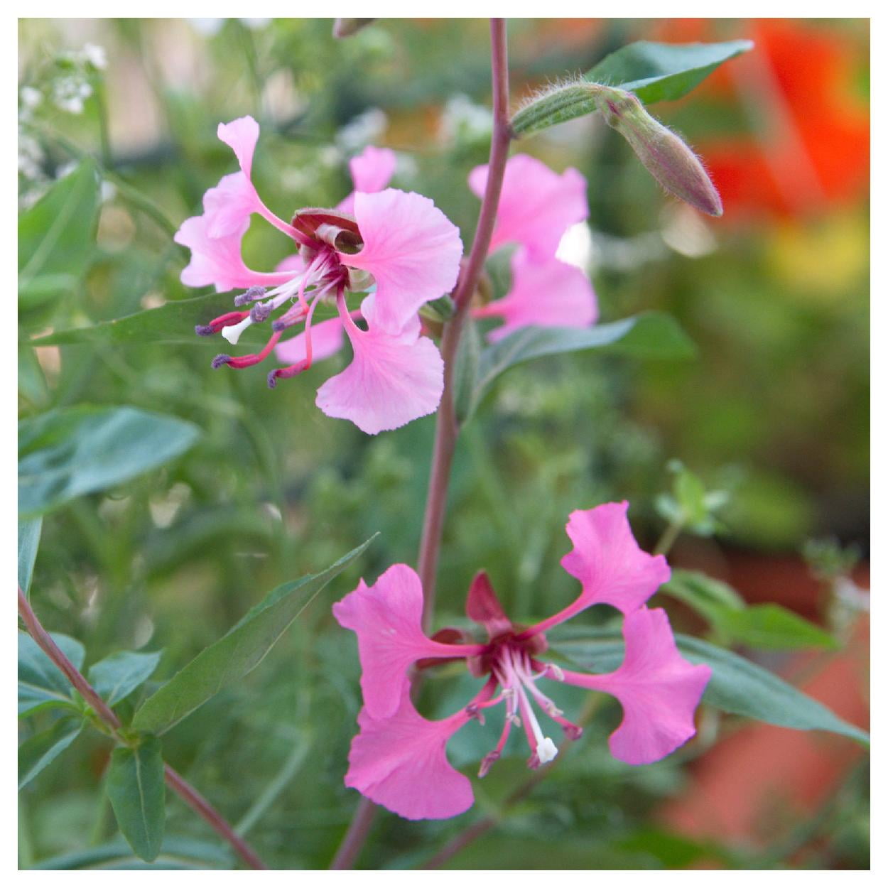 Everwilde Farms - 1 oz Elegant Clarkia Native Wildflower Seeds - Gold ...