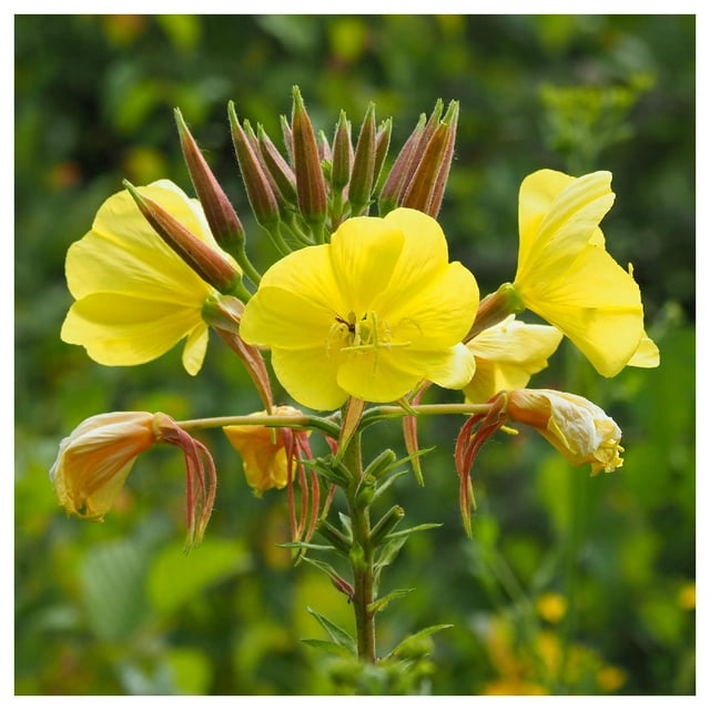 Everwilde Farms - 1 oz Evening Primrose Native Wildflower Seeds - Gold ...