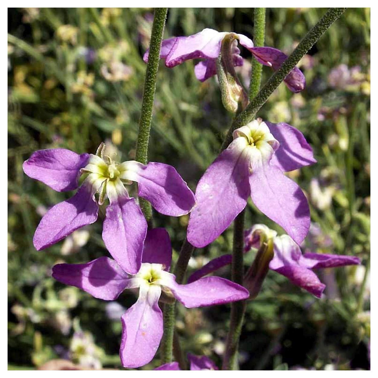 Everwilde Farms - 1 oz Evening Scented Stock Garden Flower Seeds - Gold ...