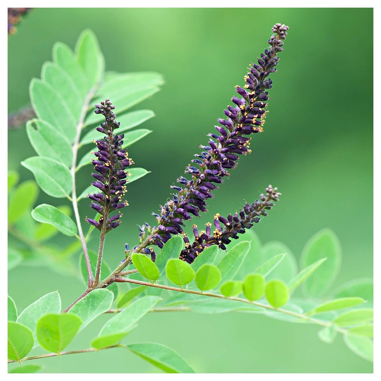 Everwilde Farms - 1 oz False Indigo Native Wildflower Seeds - Gold ...
