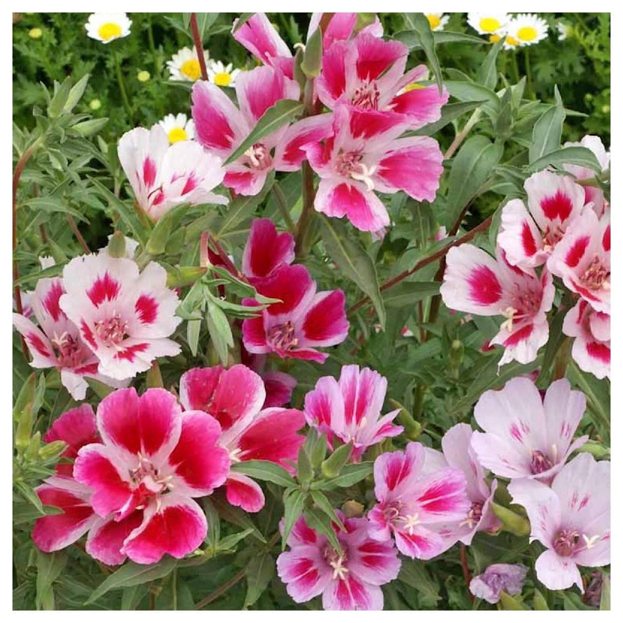 Everwilde Farms - 1 oz Farewell to Spring Native Wildflower Seeds ...